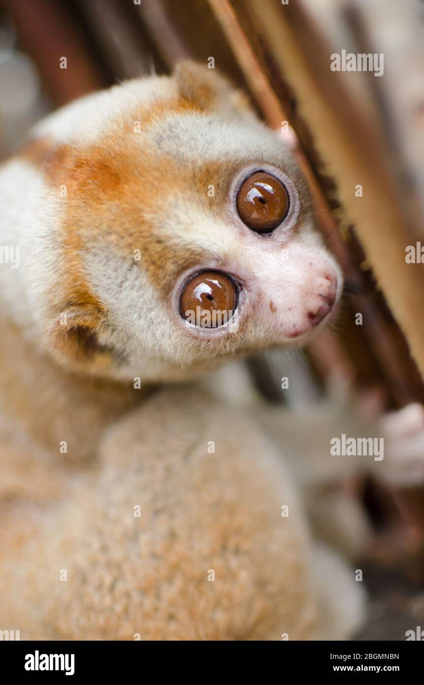 Lorises are nocturnal and locomotion is a slow and cautious climbing ...