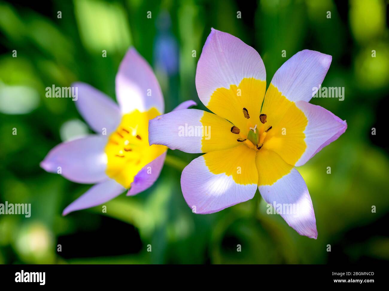 Brighton, UK, 10th April 2020, flowers blooming in the spring sunshine ...