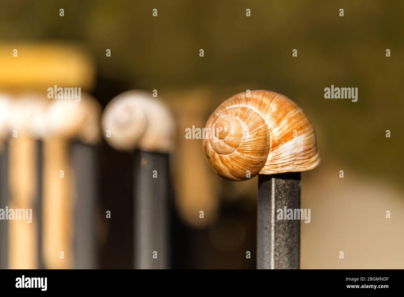 Conch shell fibonacci hi-res stock photography and images - Alamy