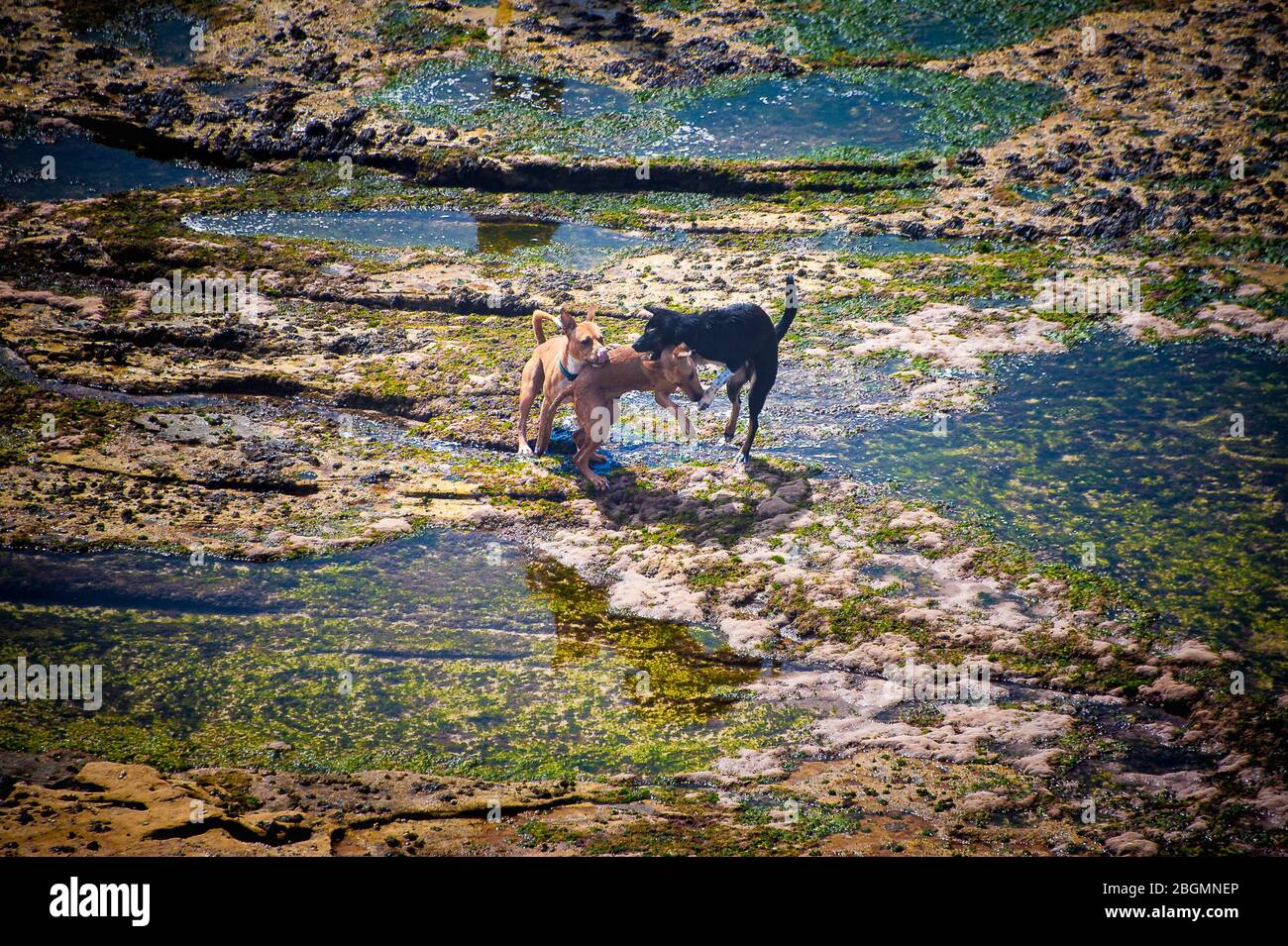 Aerial view of three dogs play fighting in seaside rock pools Stock ...