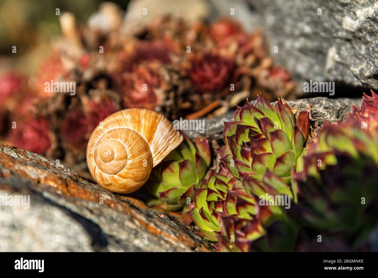 Empty conch snail. Detailed view of the shell. The beauty of the spring ...
