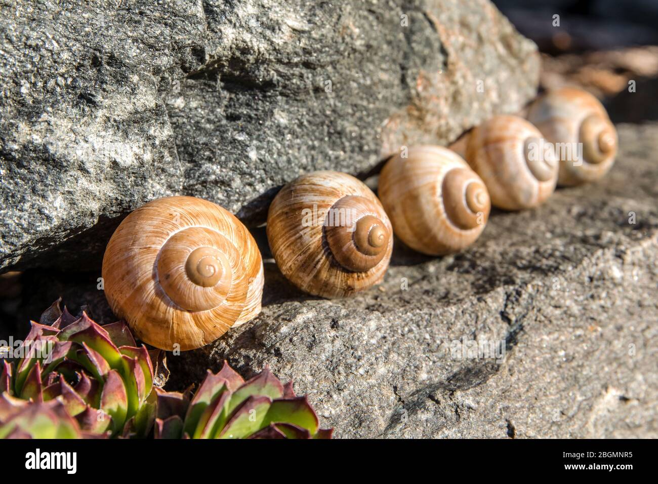 Empty conch snail. Detailed view of the shell. The beauty of the spring ...