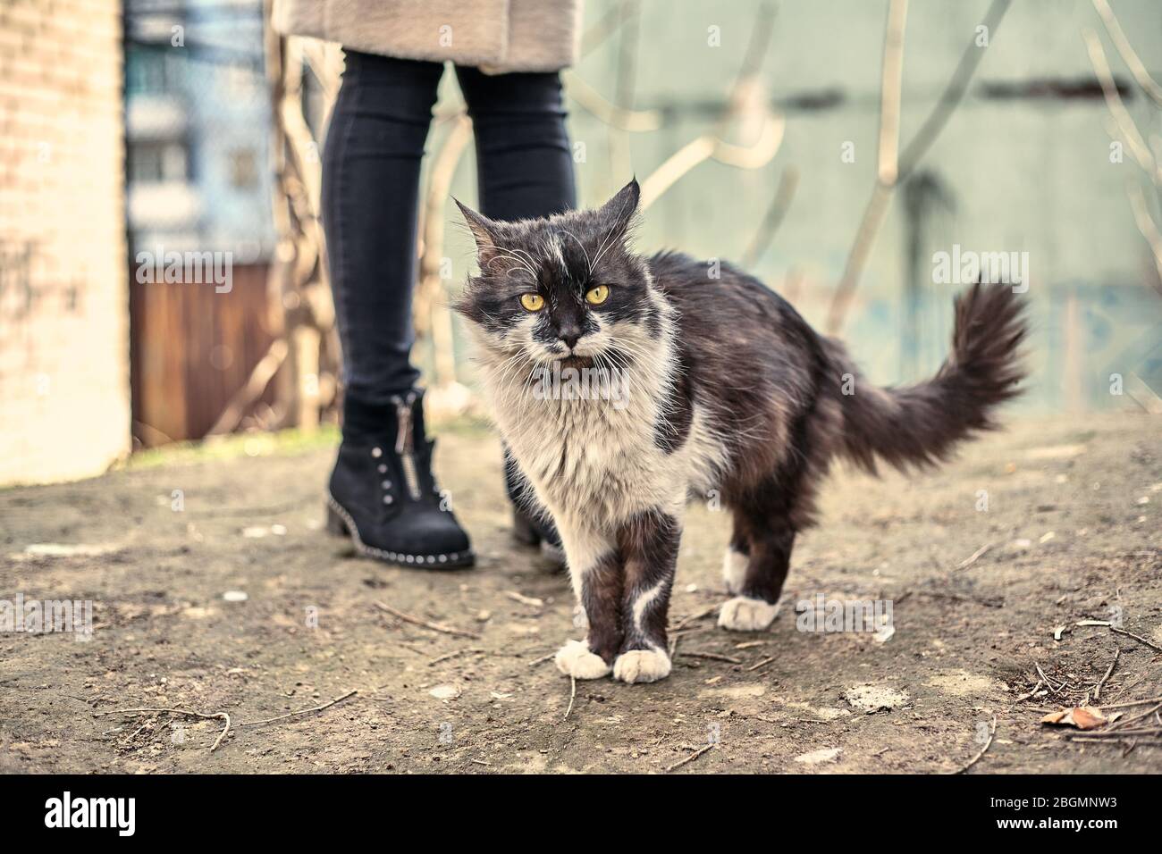Homeless cute cat loves when a girl strokes him. Homeless animals ...