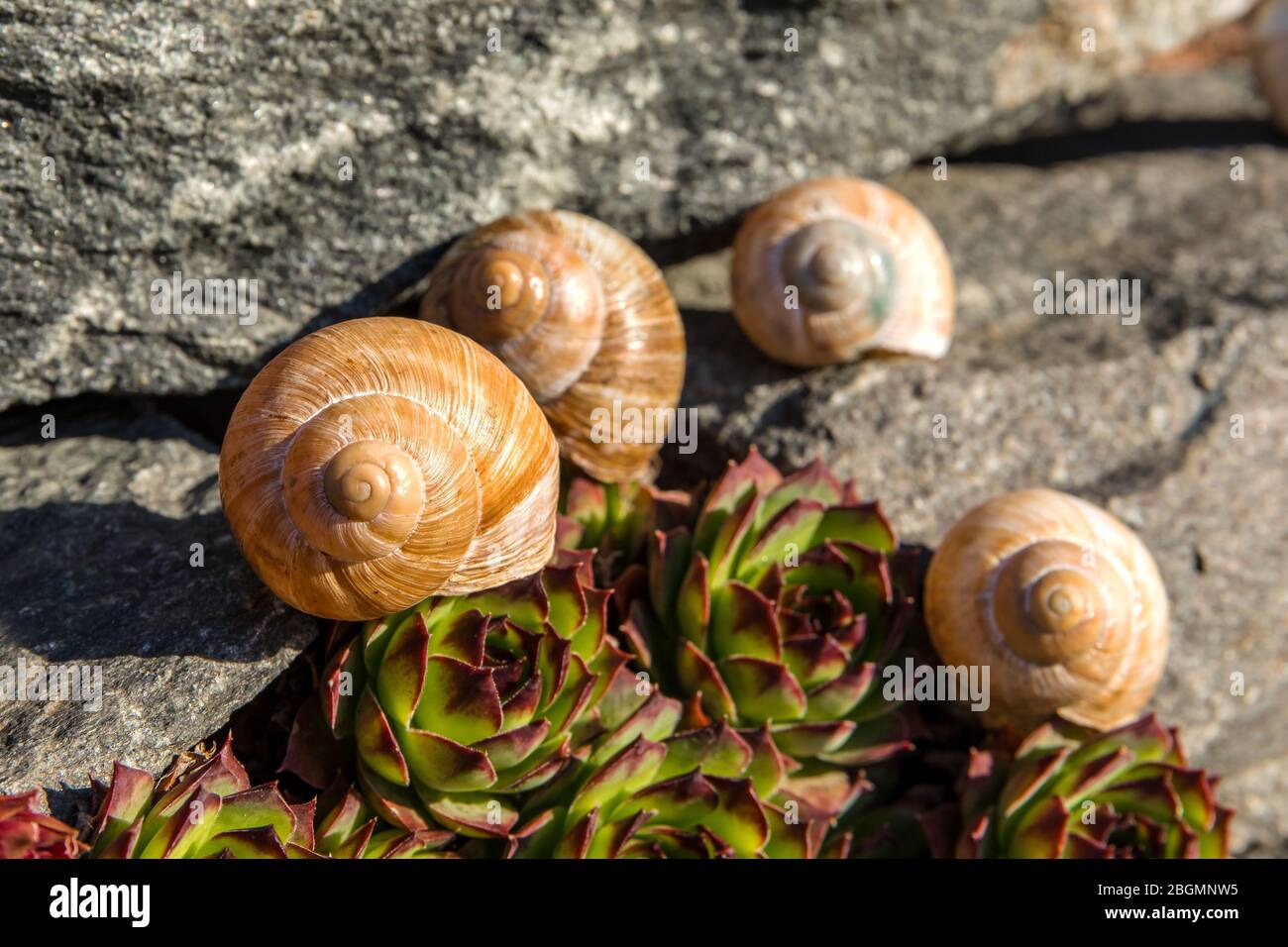 Empty conch snail. Detailed view of the shell. The beauty of the spring ...
