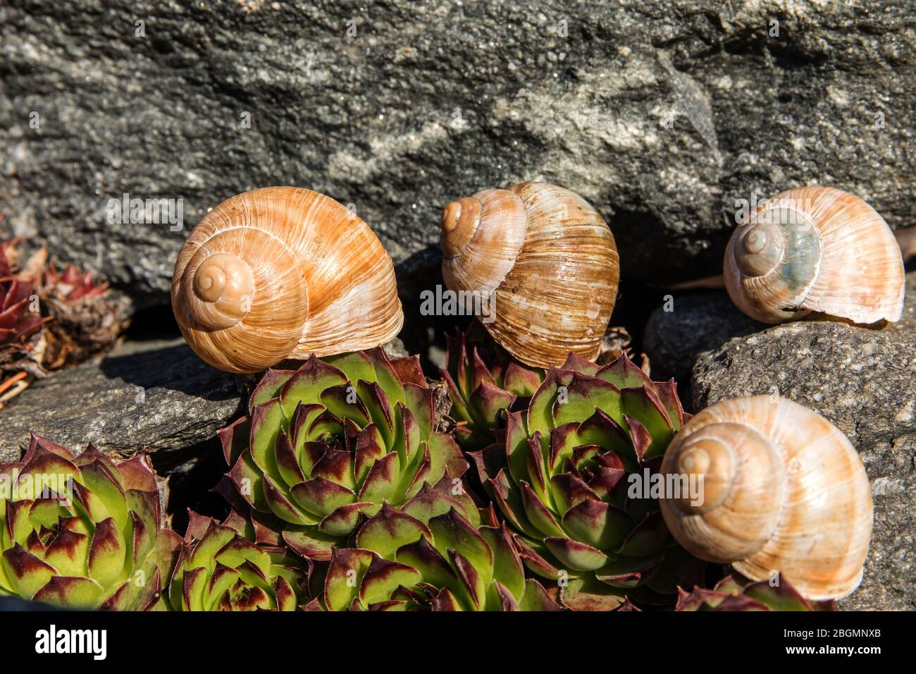 Empty conch snail. Detailed view of the shell. The beauty of the spring ...