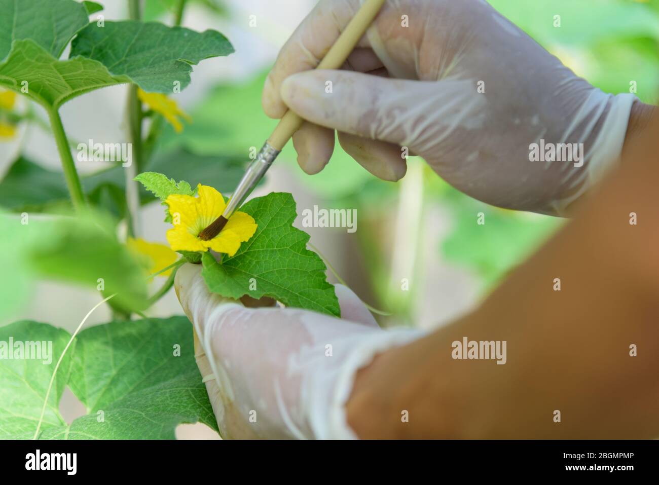 Hand pollinating brush hi-res stock photography and images - Alamy