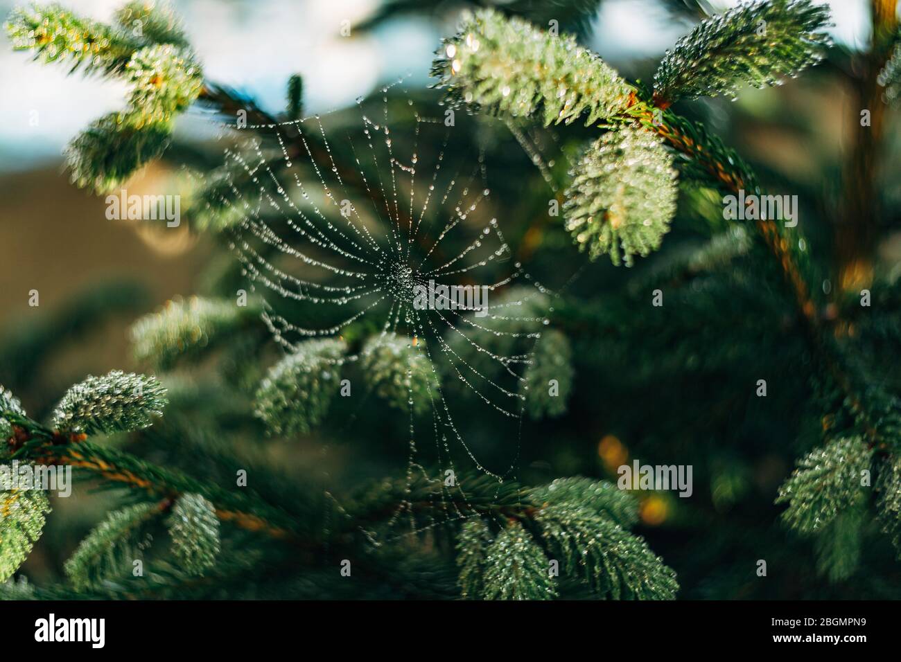 Drops dew on bright branches hi-res stock photography and images - Alamy