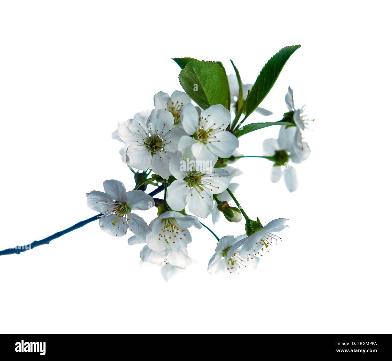 Blooming pear tree branch with beautiful white flowers with pink ...