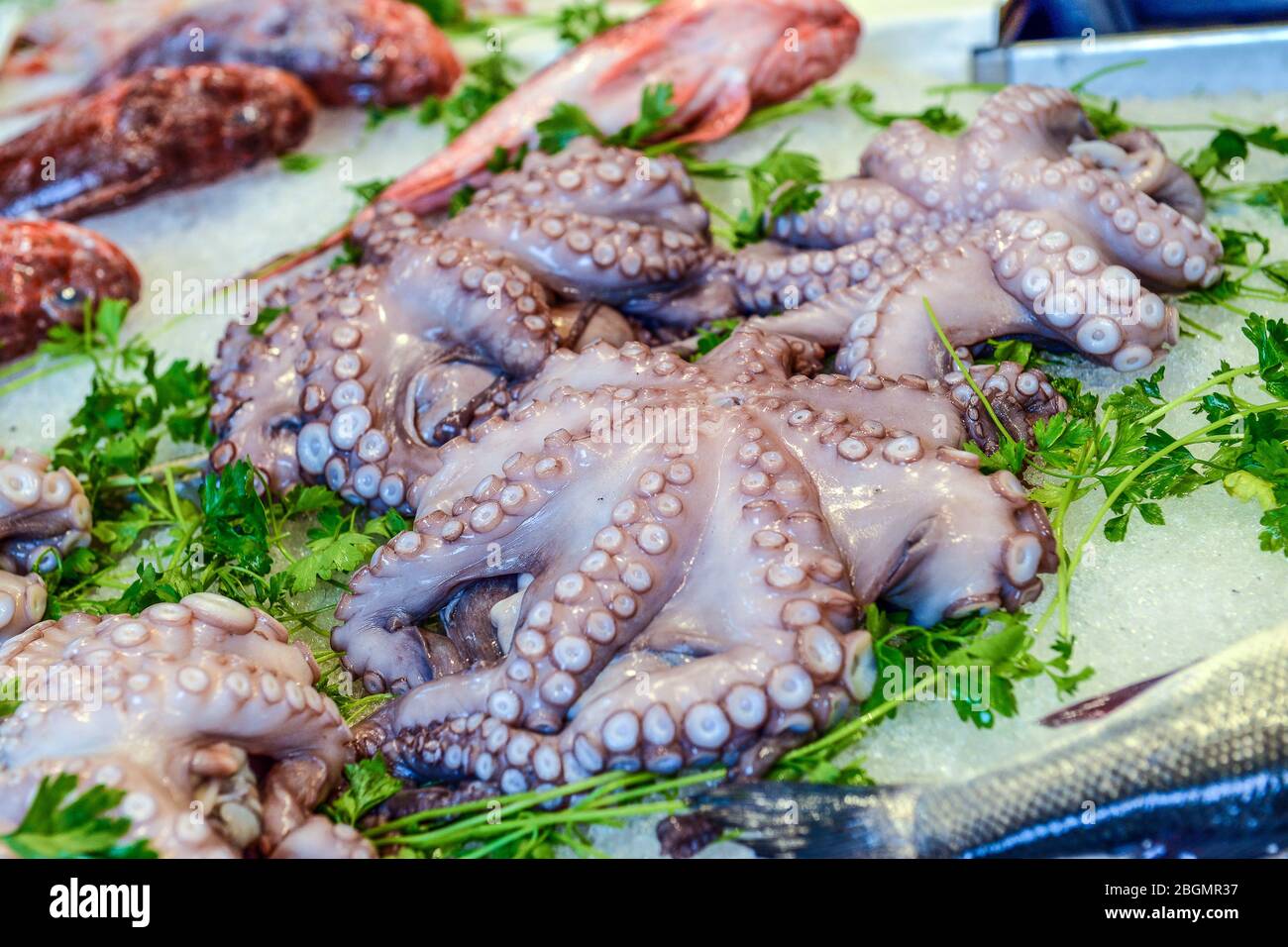 Octopus fish counter hi-res stock photography and images - Alamy