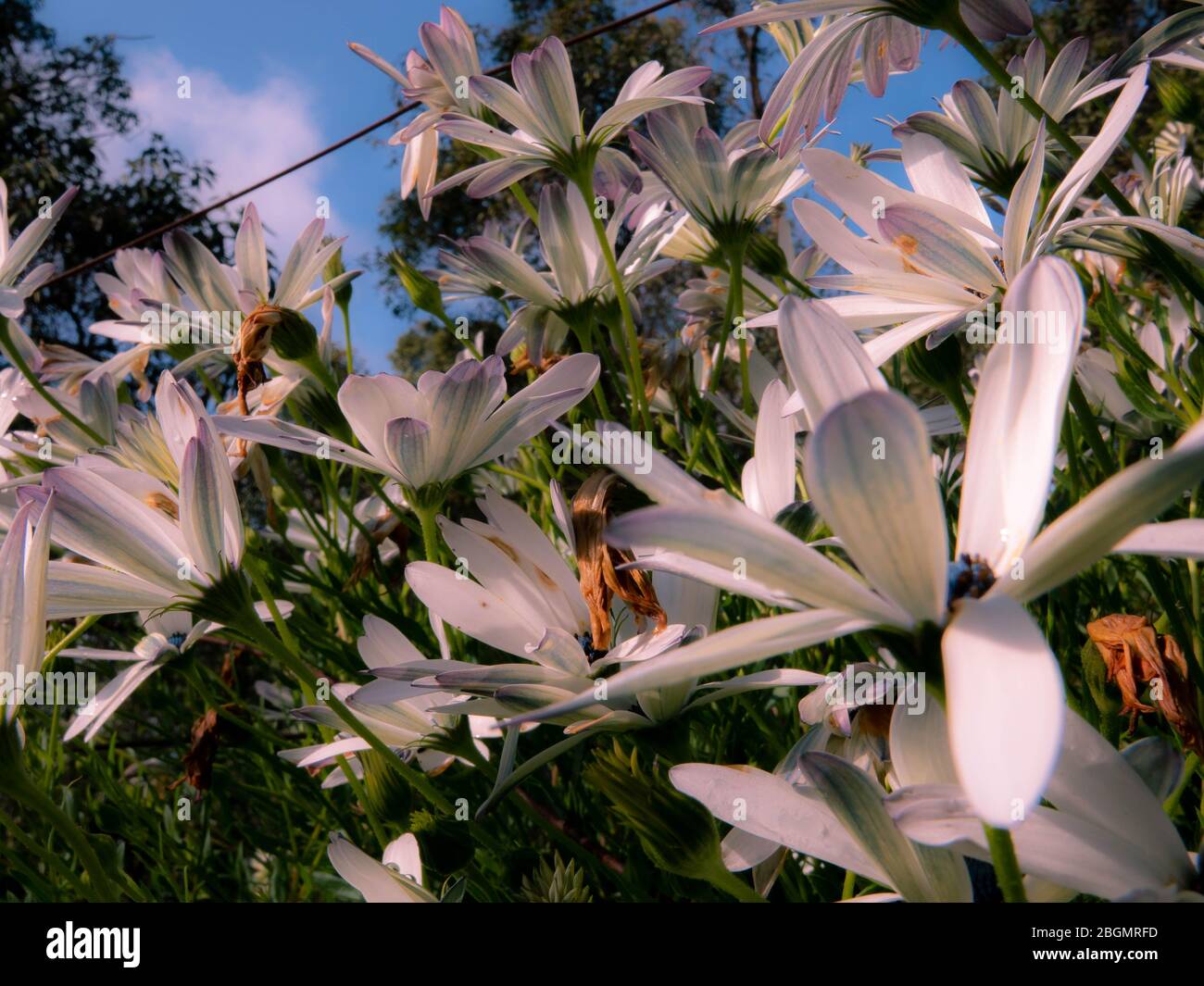 White Spring wildflowers in Australia Stock Photo - Alamy