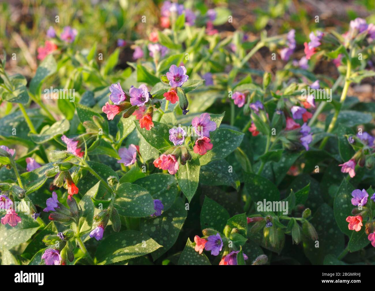 Common lungwort (Pulmonaria officinalis), flowers, Germany Stock Photo ...