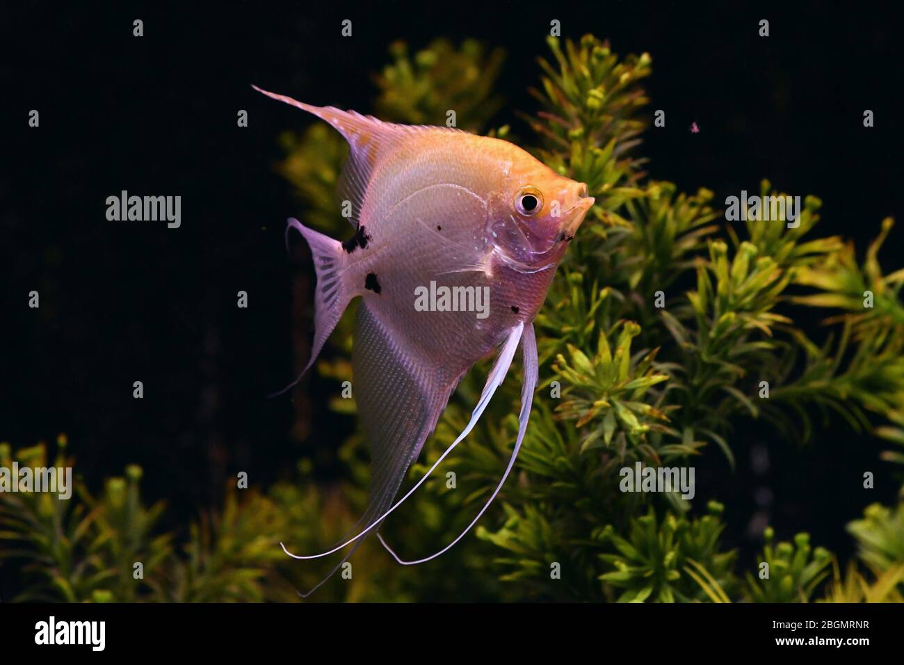 Angelfish exotic freshwater aquarium fish Stock Photo - Alamy