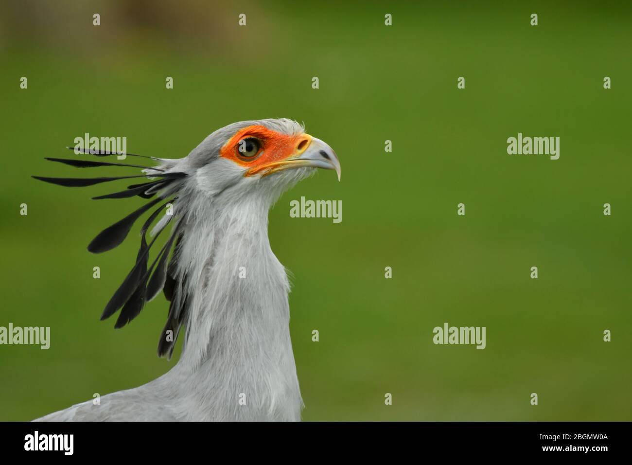 Face to face with Secretary bird Sagittarius serpentarius Stock Photo ...
