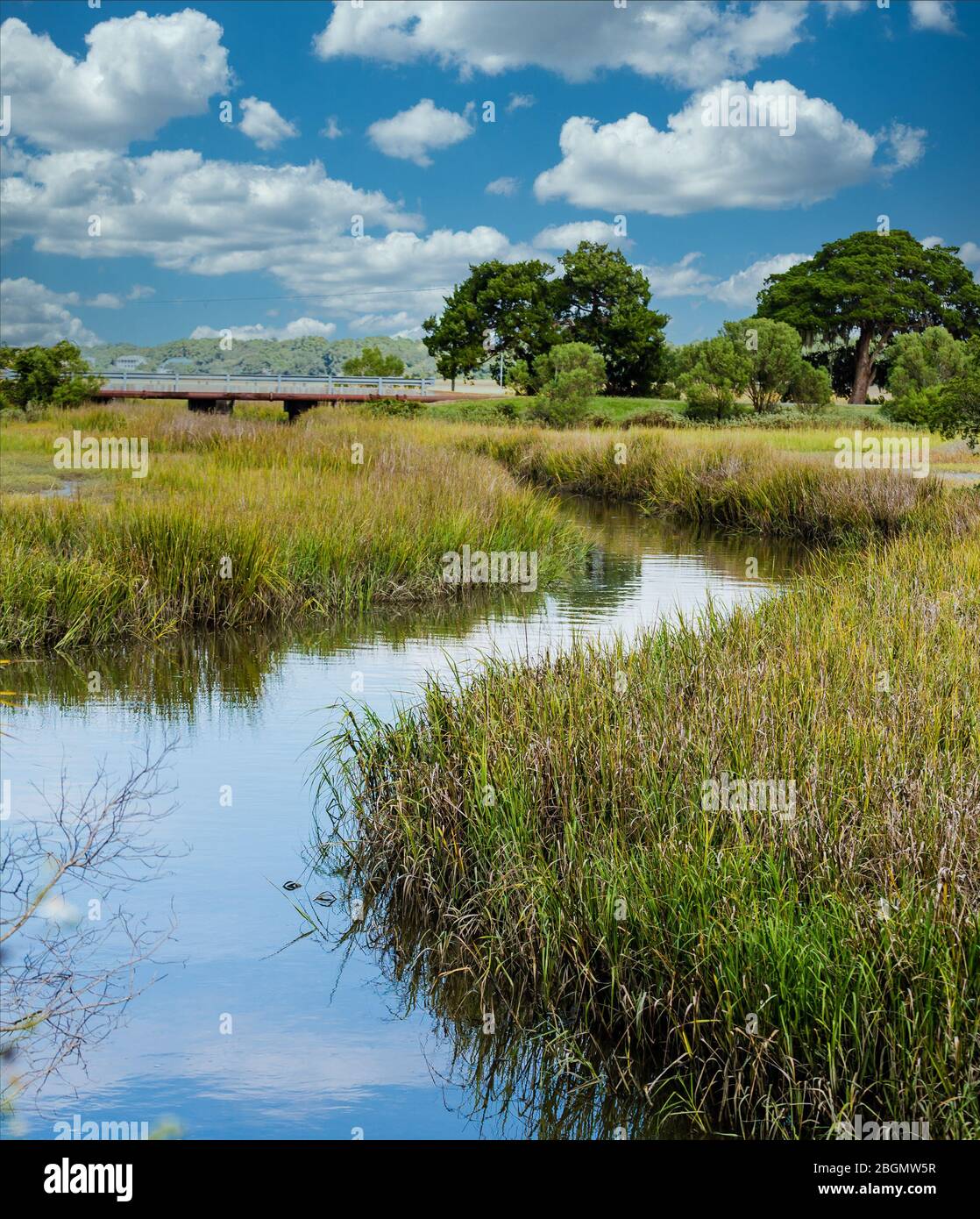 Green marsh grasses hi-res stock photography and images - Alamy