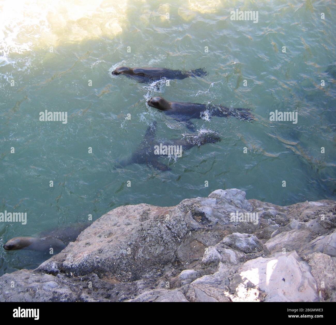 Four Halichoerus grypus Seals swimming with one submerged Magdalena ...
