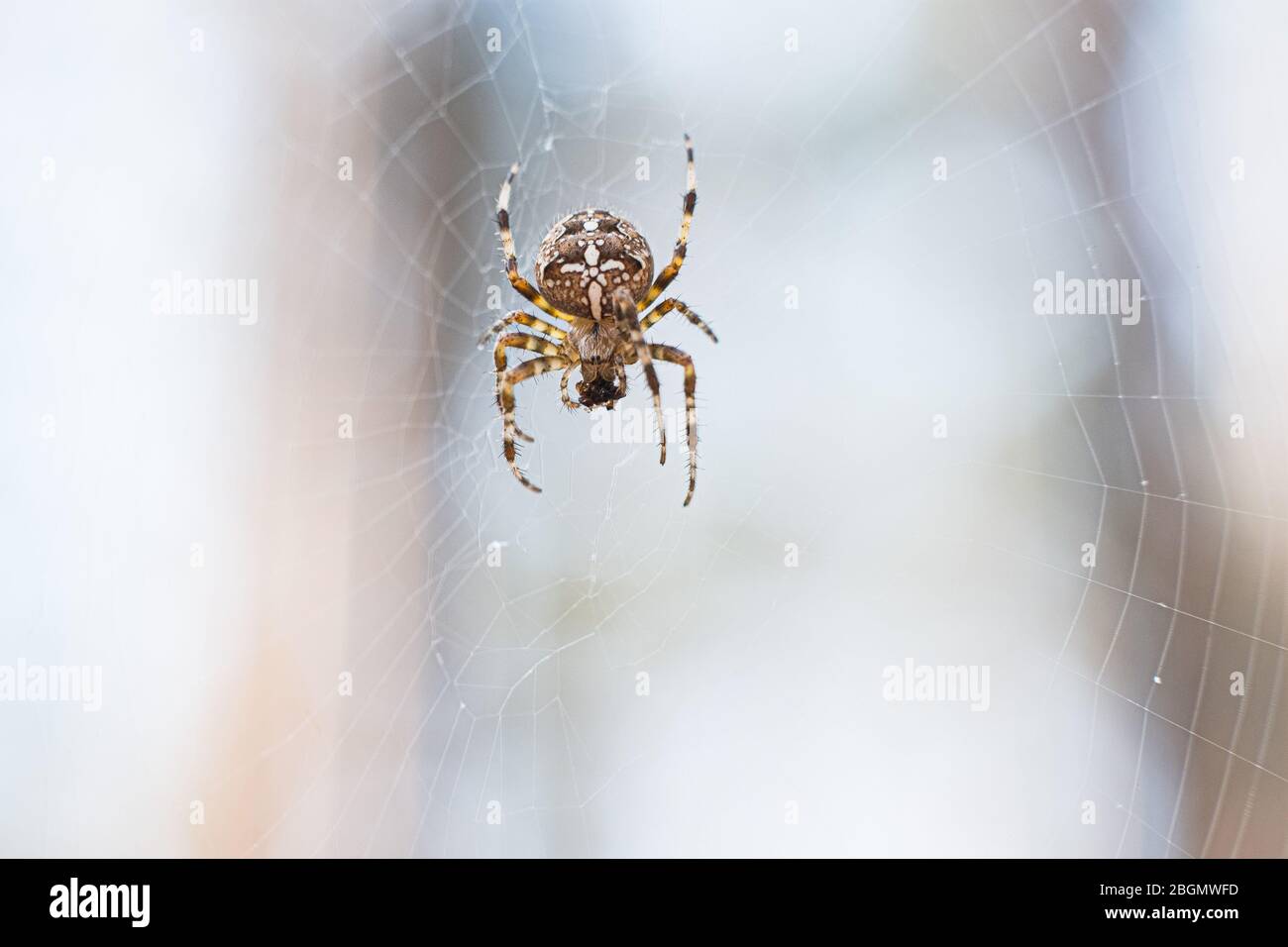 A huge spider hanging on a cobweb in the forest Stock Photo - Alamy