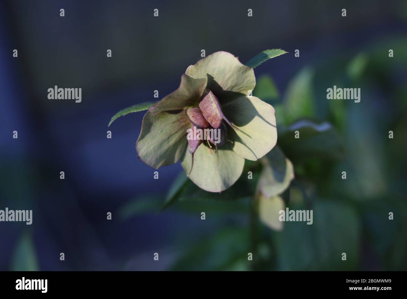 Hellebores images hi-res stock photography and images - Alamy