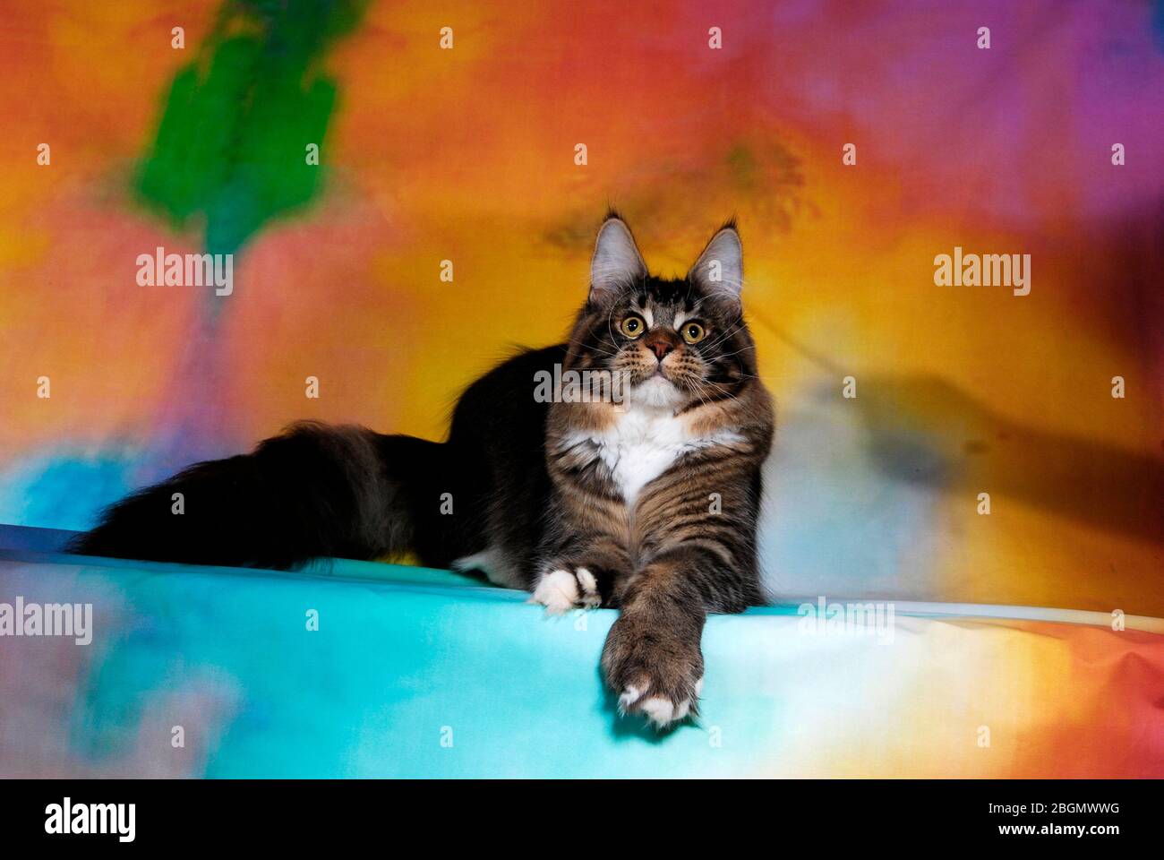 cat show on background full of color Stock Photo - Alamy