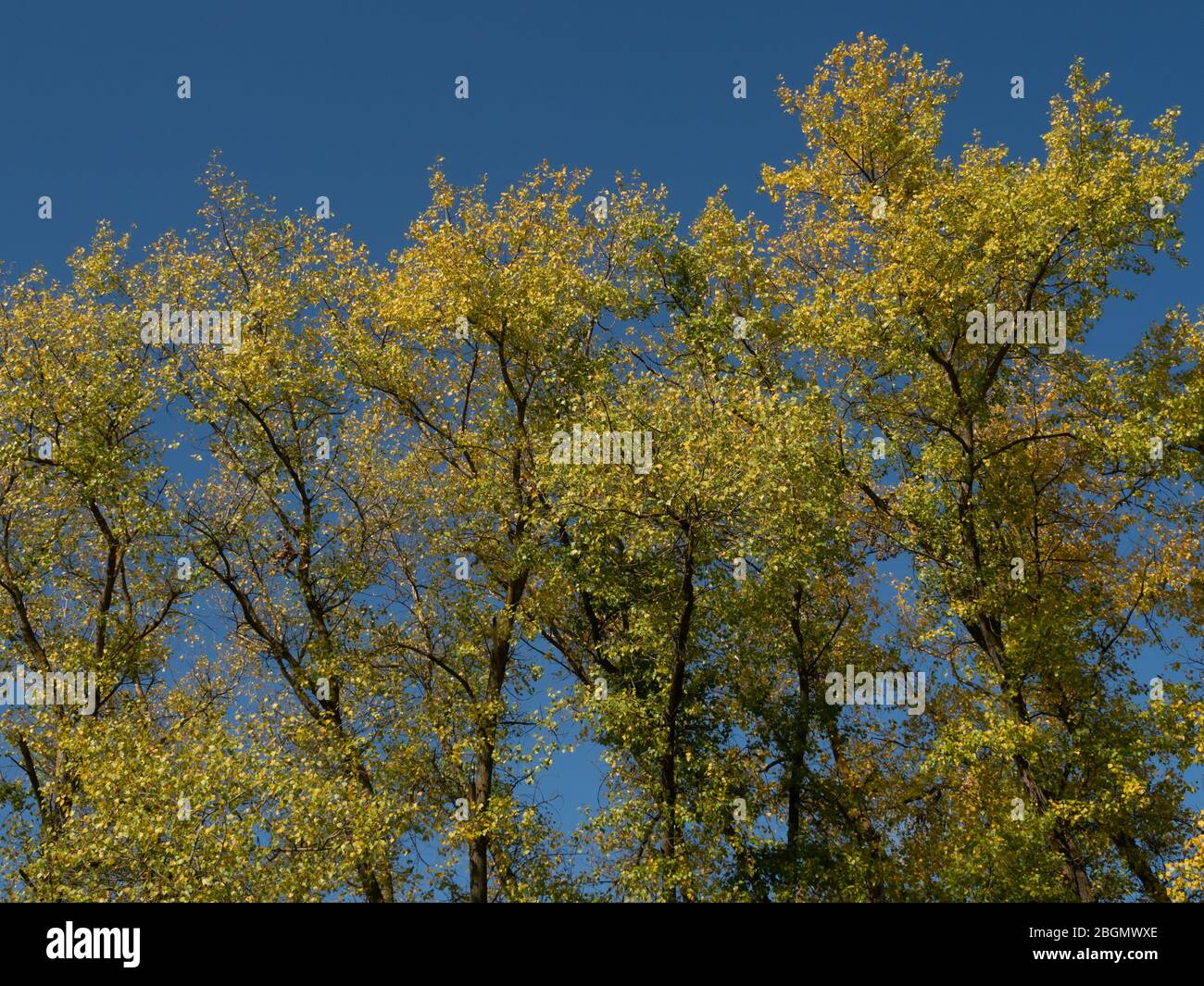 Nice green forest hi-res stock photography and images - Alamy