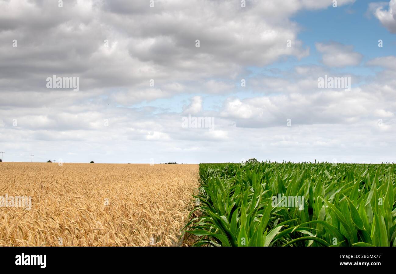 contrast between a field of wheat and corn Stock Photo - Alamy