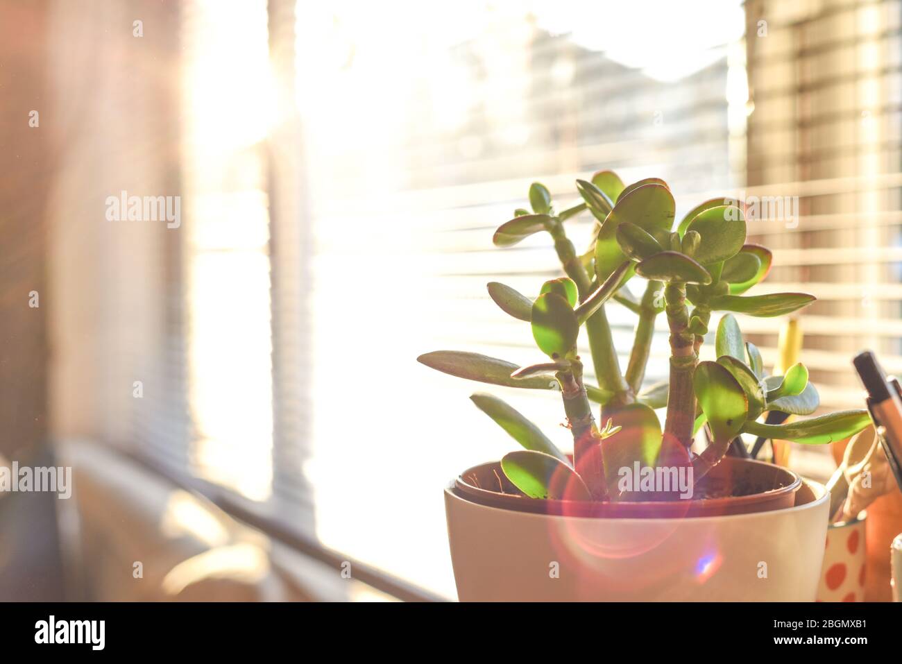 Small money tree plant in window of home interior in sun light Stock ...