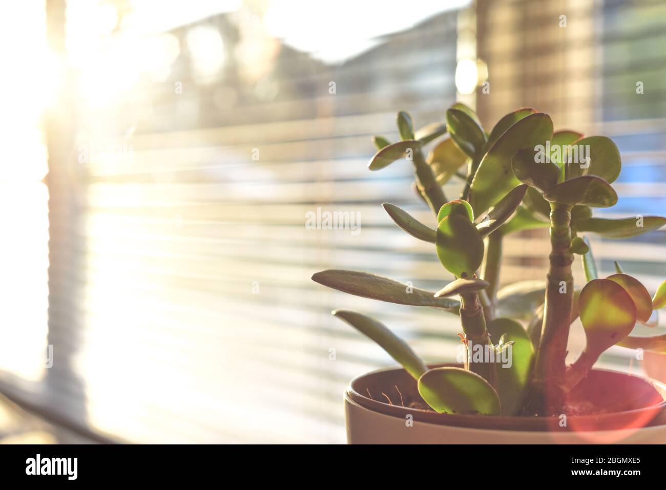 Small money tree plant in window of home interior in sun light Stock ...