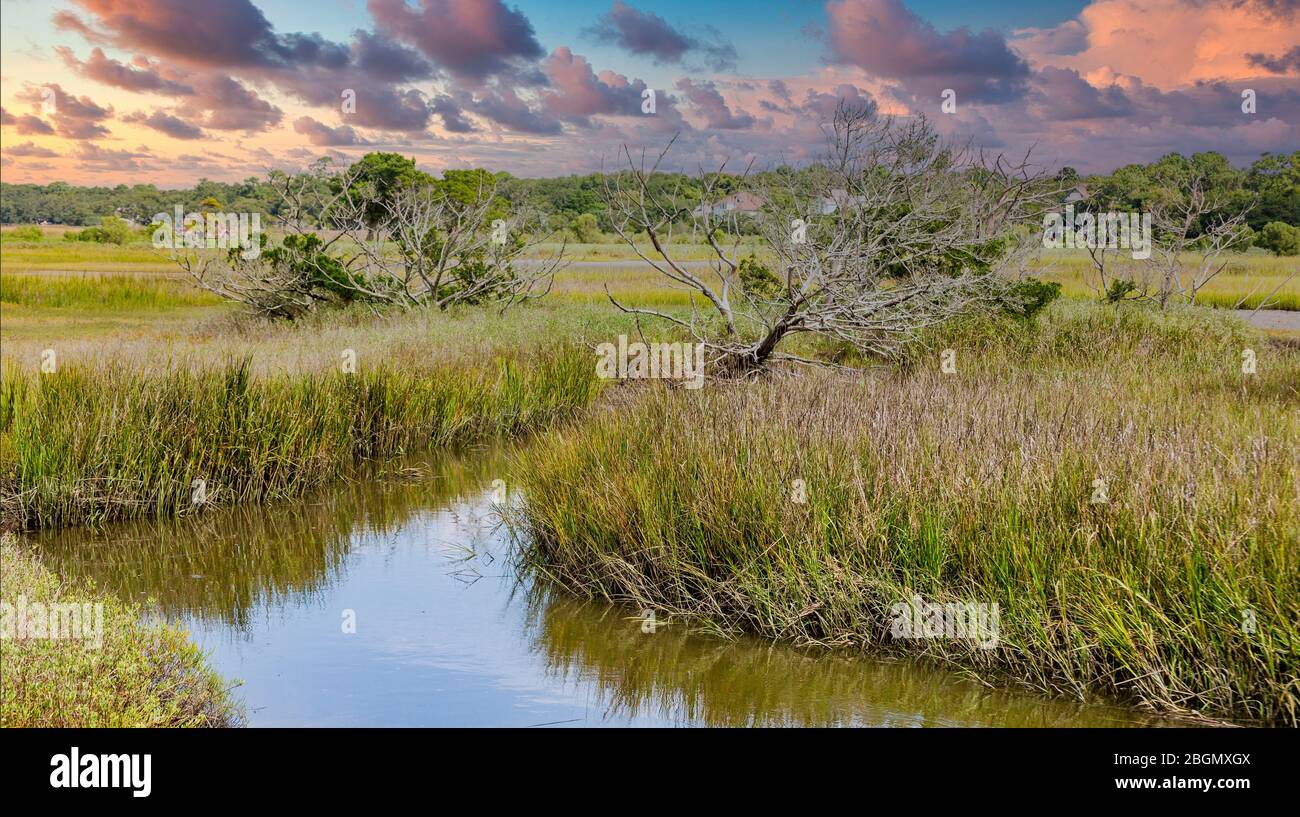 High marsh plants hi-res stock photography and images - Alamy