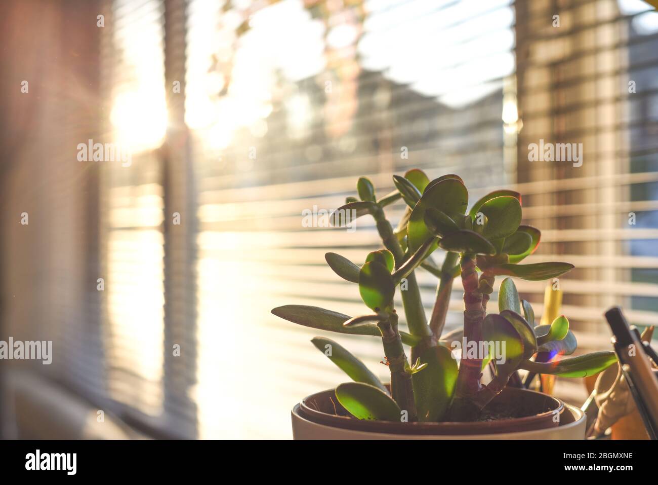 Small money tree plant in window of home interior in sun light Stock ...