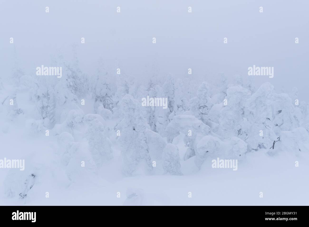 Pine trees covered of snow and ice in Canada. Nobody Stock Photo - Alamy