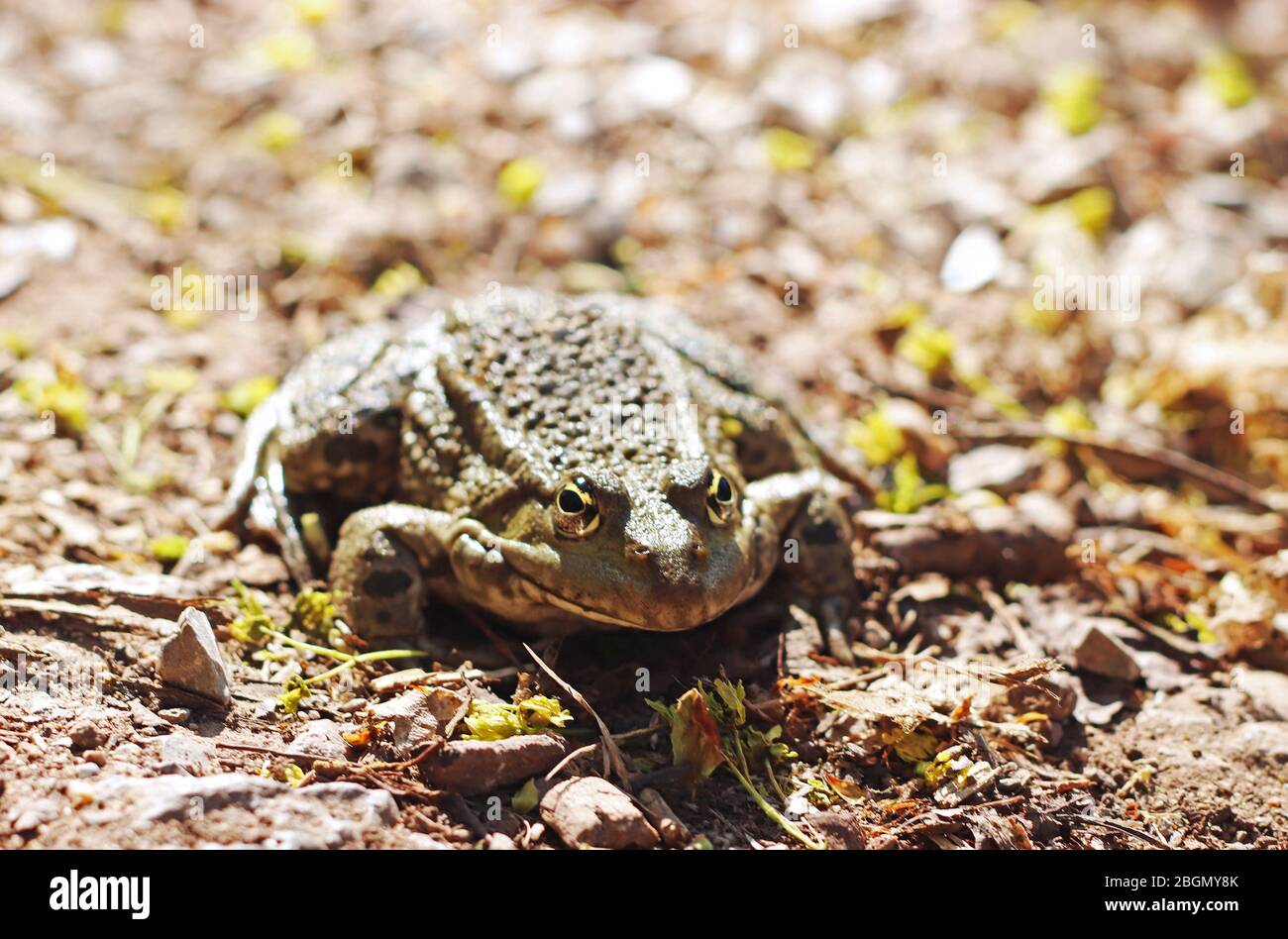 Large toad hi-res stock photography and images - Alamy
