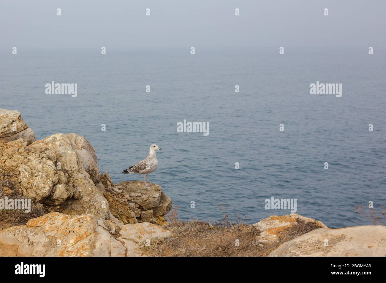 Seagull bird standing feet on cliff in Atlantic Ocean Stock Photo - Alamy