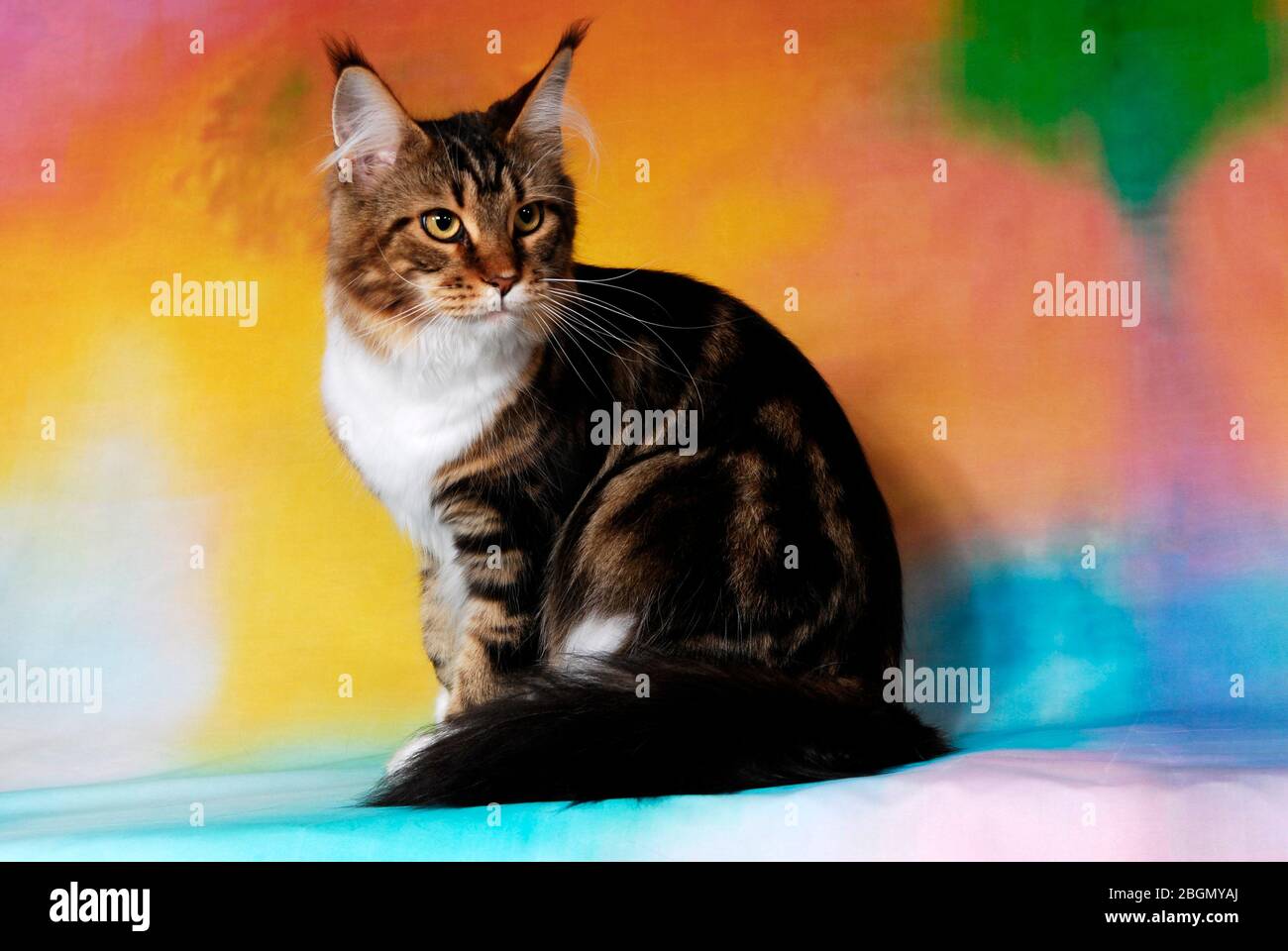 cat show on background full of color Stock Photo - Alamy