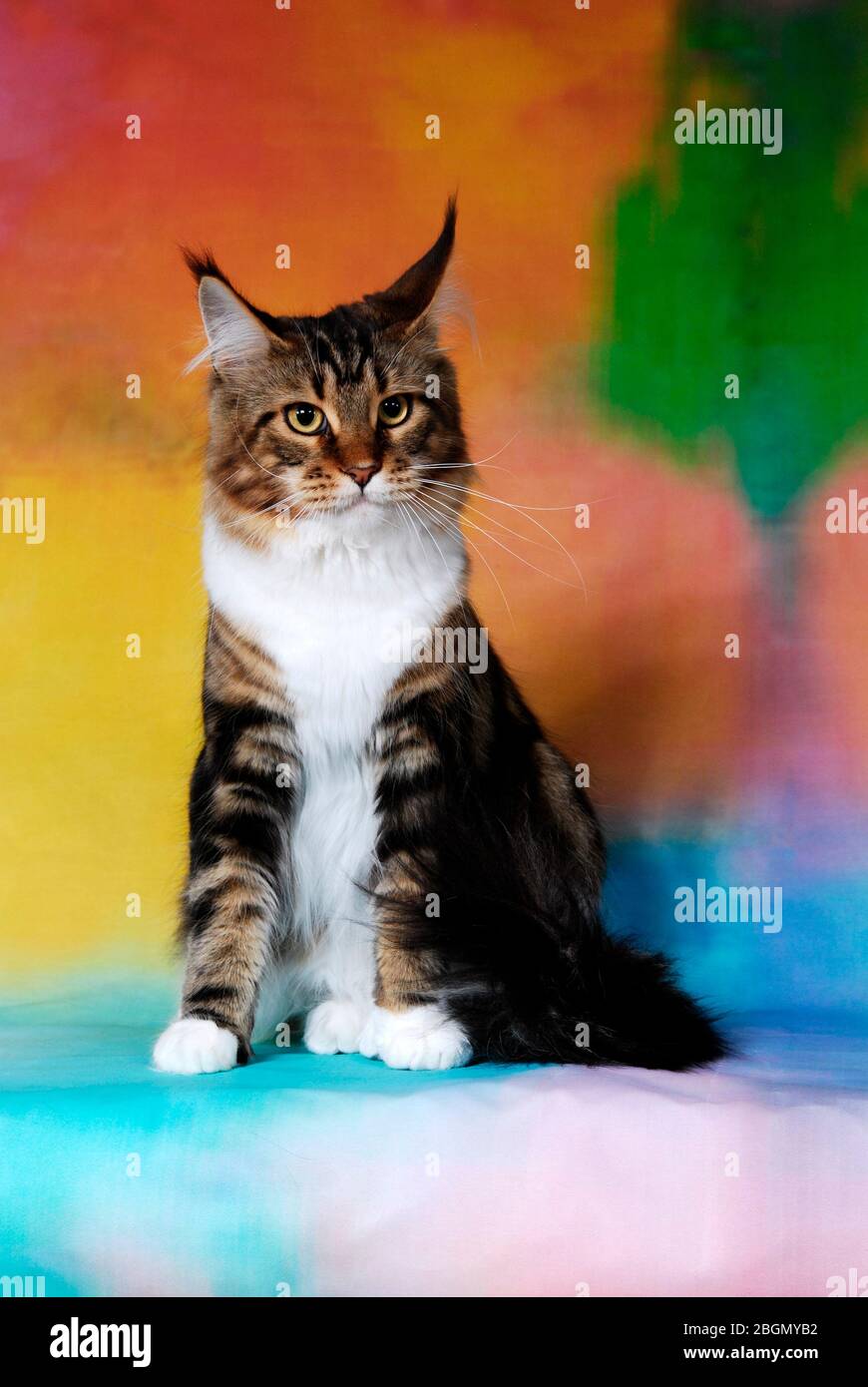 cat show on background full of color Stock Photo - Alamy