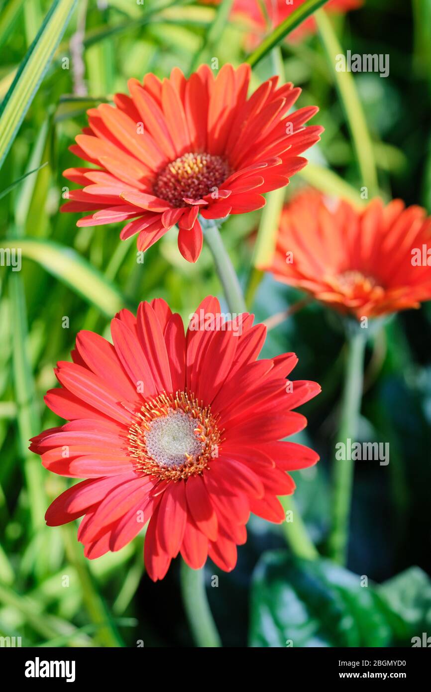 Gerbera garvinea sweet glow hi-res stock photography and images - Alamy