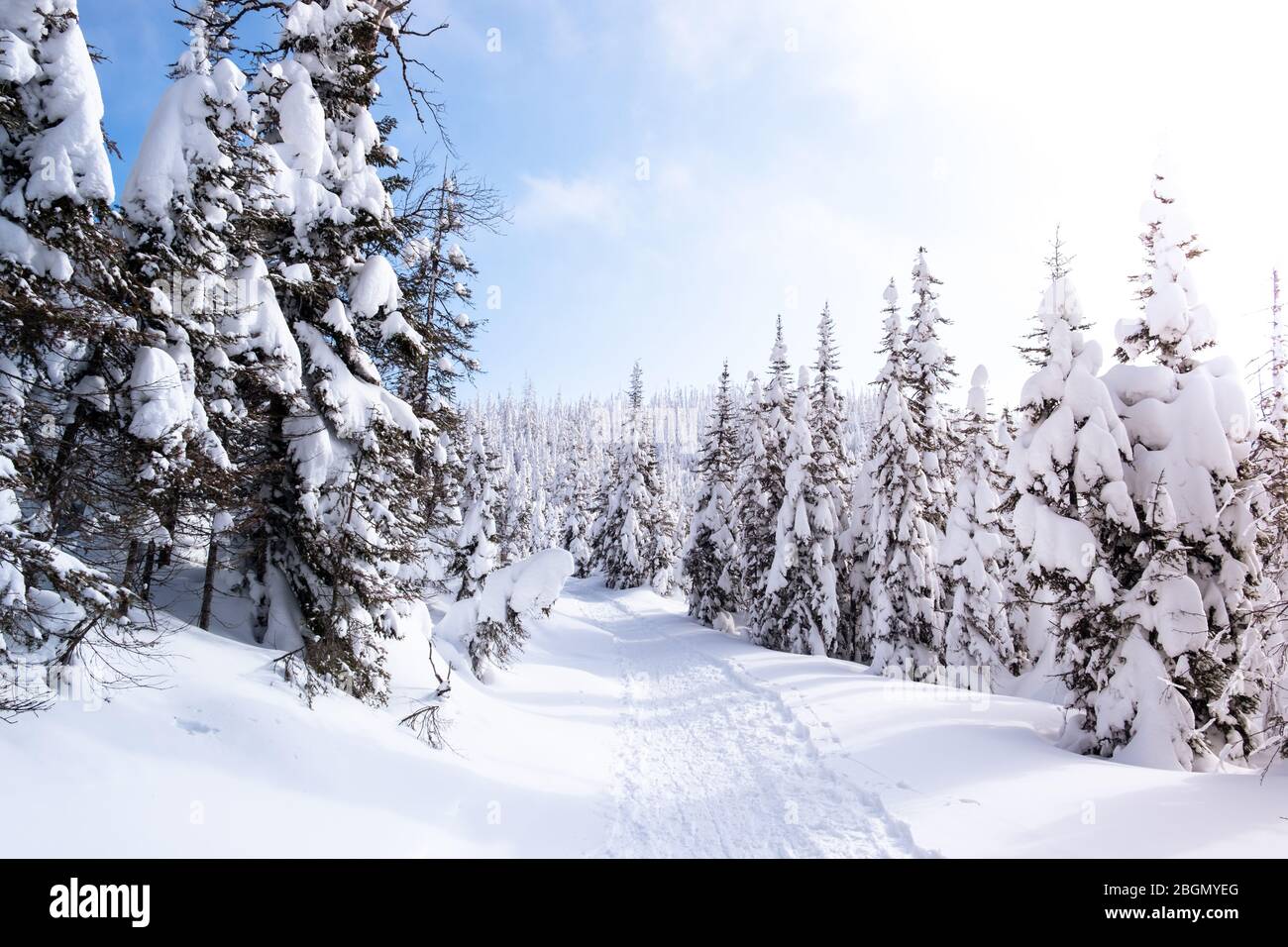 Snowy trail in pine tree forest. Canada, Nobody Stock Photo - Alamy