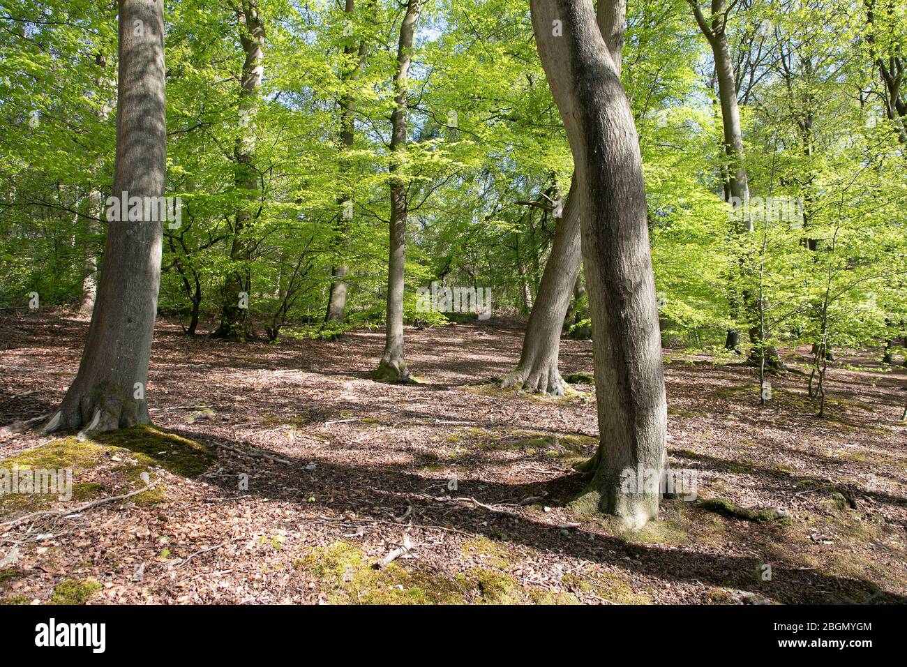 Beech woods in Spring Stock Photo - Alamy