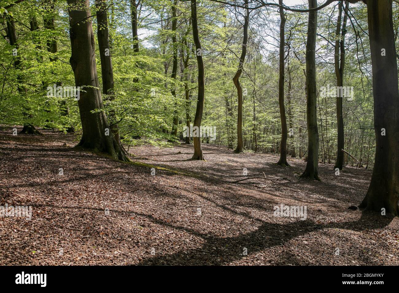 Beech woods in Spring Stock Photo - Alamy