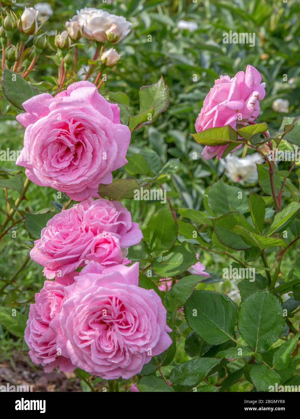 Kordes shrub rose hi-res stock photography and images - Alamy