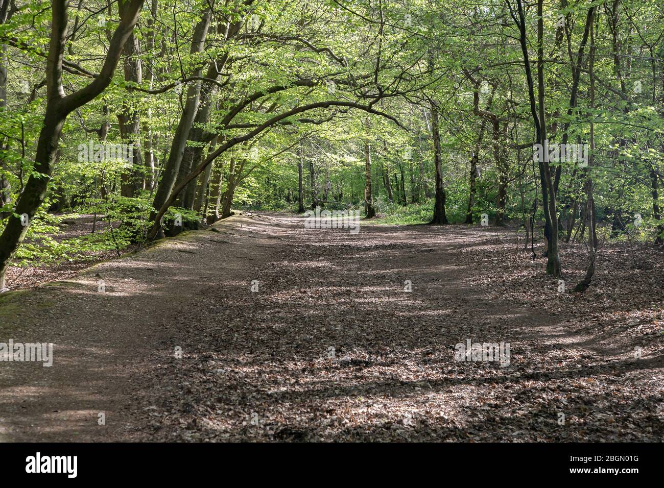 English beech forest hi-res stock photography and images - Alamy
