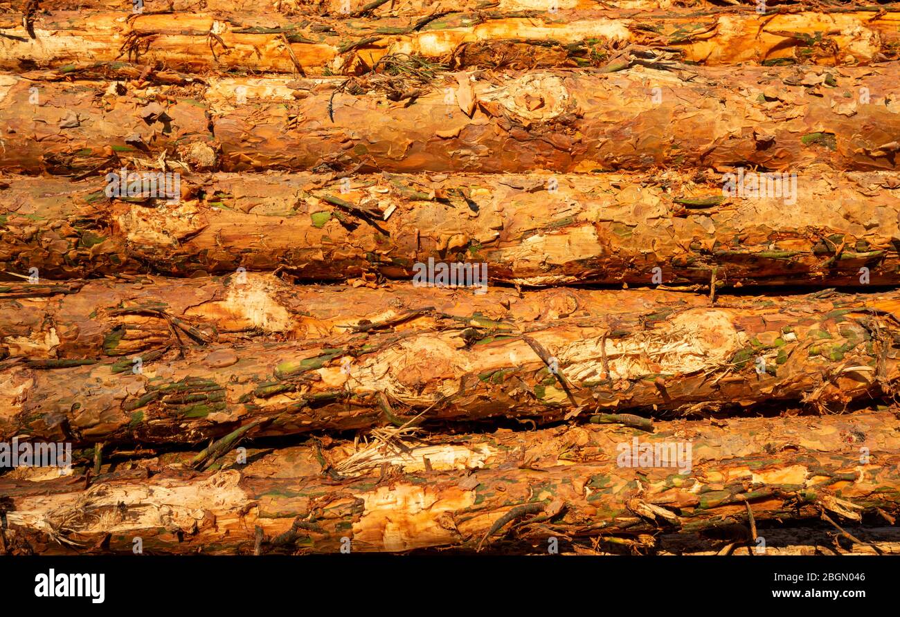 Logs with peeling bark hi-res stock photography and images - Alamy