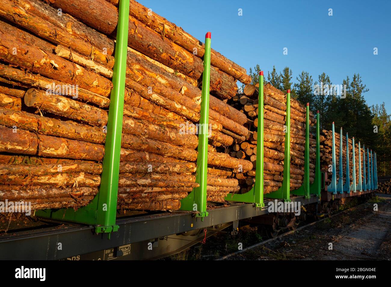 View of stopped, long and full cargo log train , loaded with pine logs ...