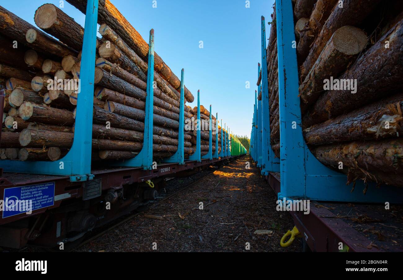 View of stopped, long and full cargo log train , loaded with pine logs ...