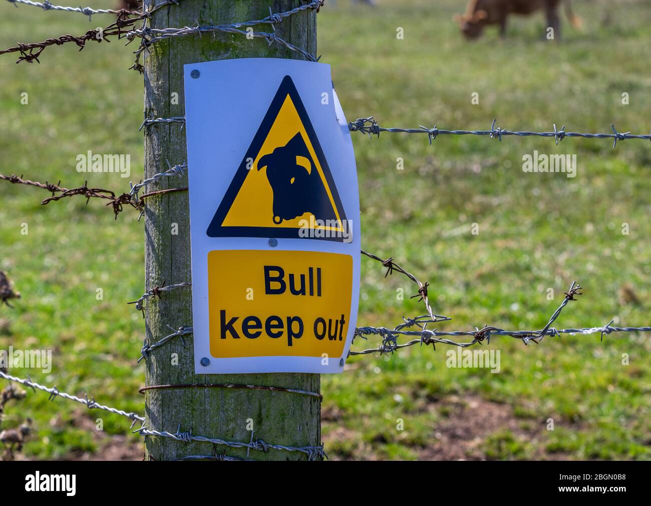 Bempton, Yorkshire, UK, 08/19/2015 - yellow Bull keep out sign attached ...