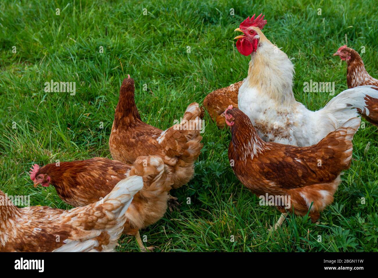 A flock of chickens with crowing rooster surrounded by hens Stock Photo ...