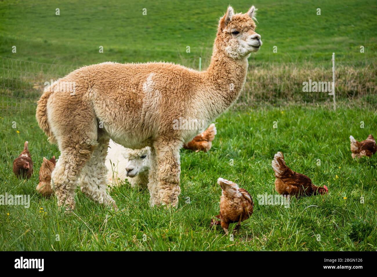 Domesticated alpacas are guarding chickens for keeping away foxes Stock ...