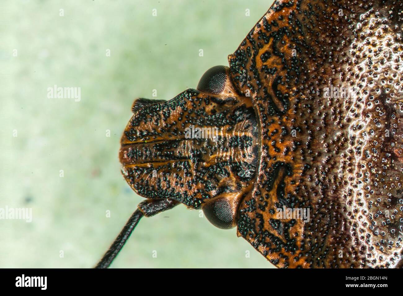 brown tree bug with antennae and compound eyes Stock Photo - Alamy