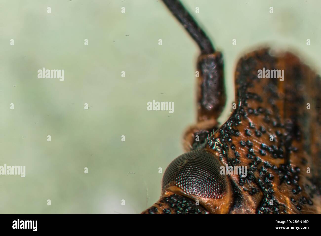 brown tree bug with antennae and compound eyes Stock Photo - Alamy