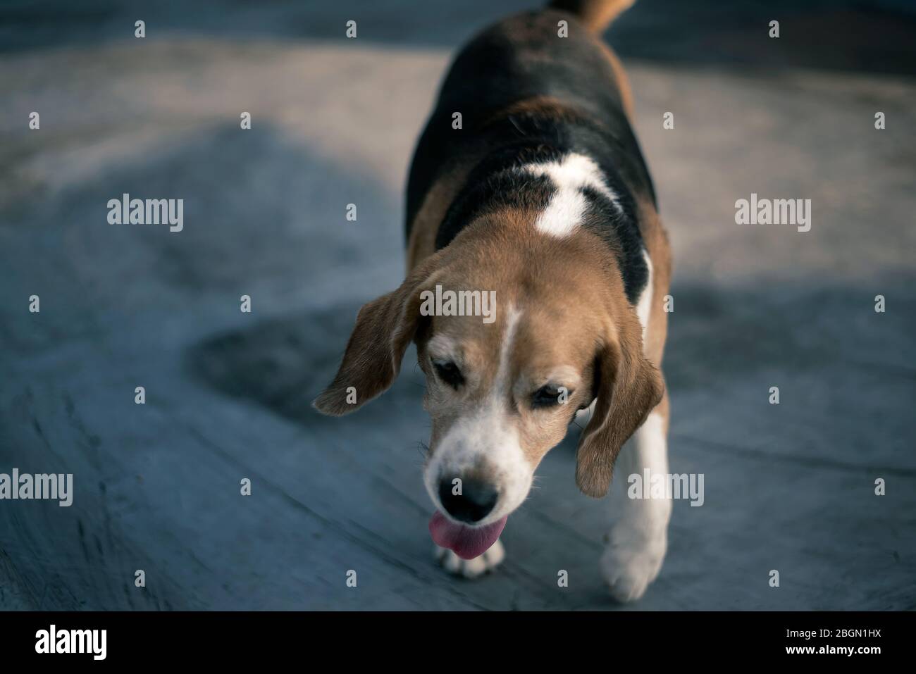 Beagle lovers hi-res stock photography and images - Alamy