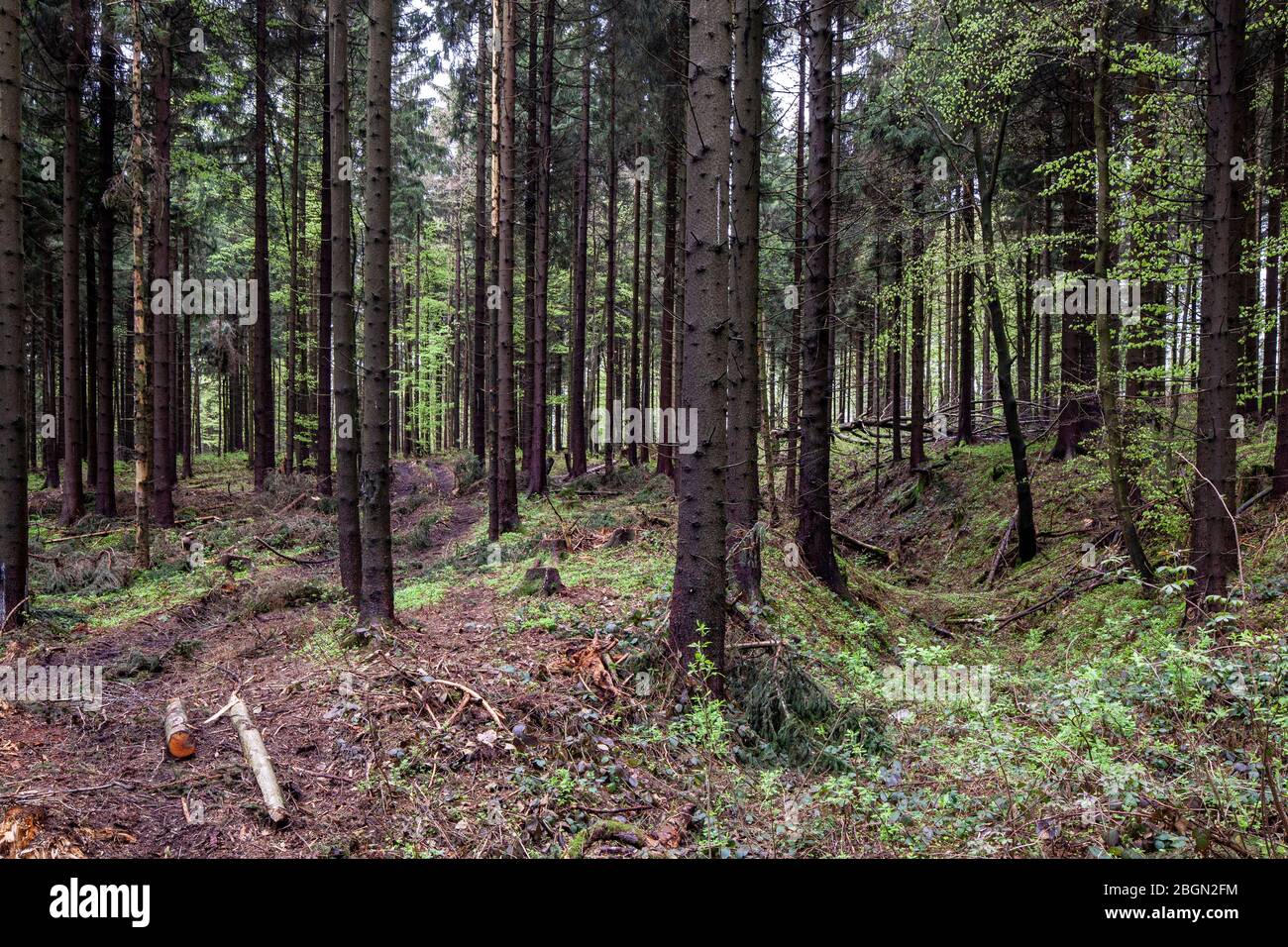 The trees of the Thuringian Forest, in the state of Thuringia, Germany ...