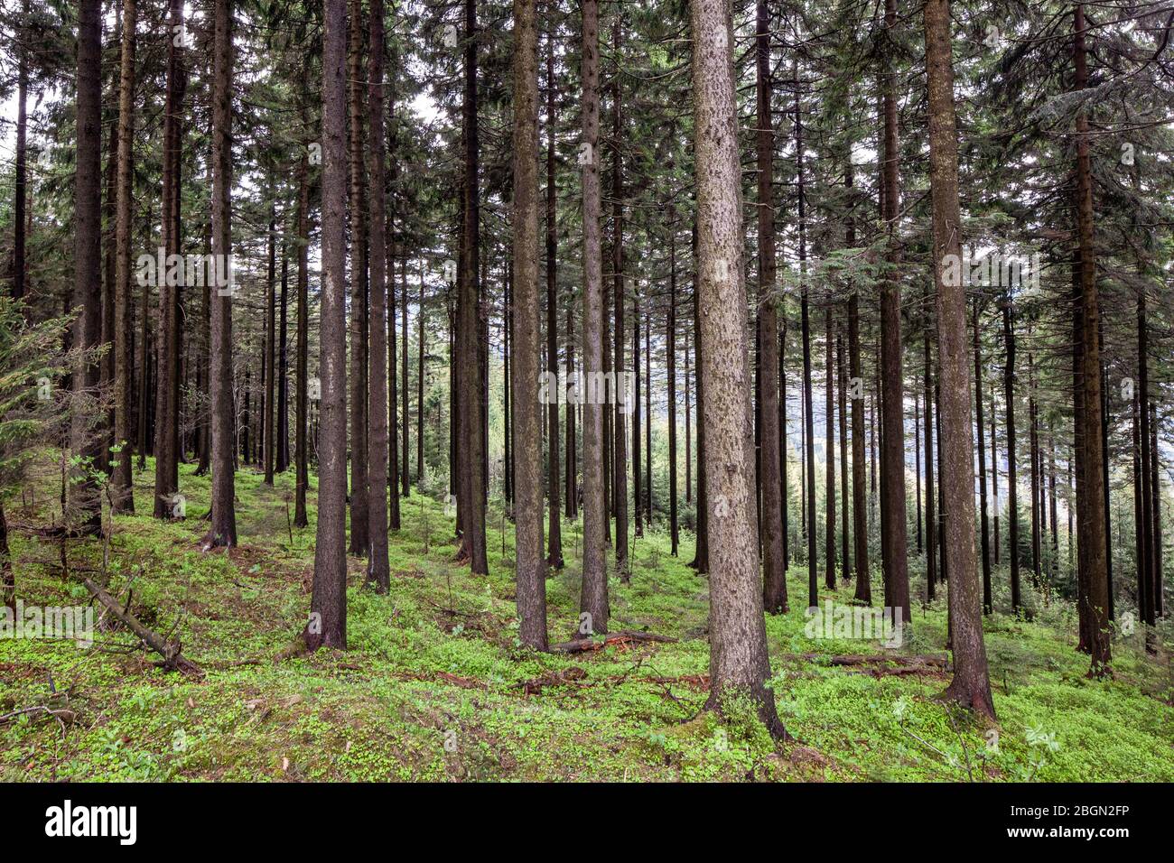 The trees of the Thuringian Forest, in the state of Thuringia, Germany ...
